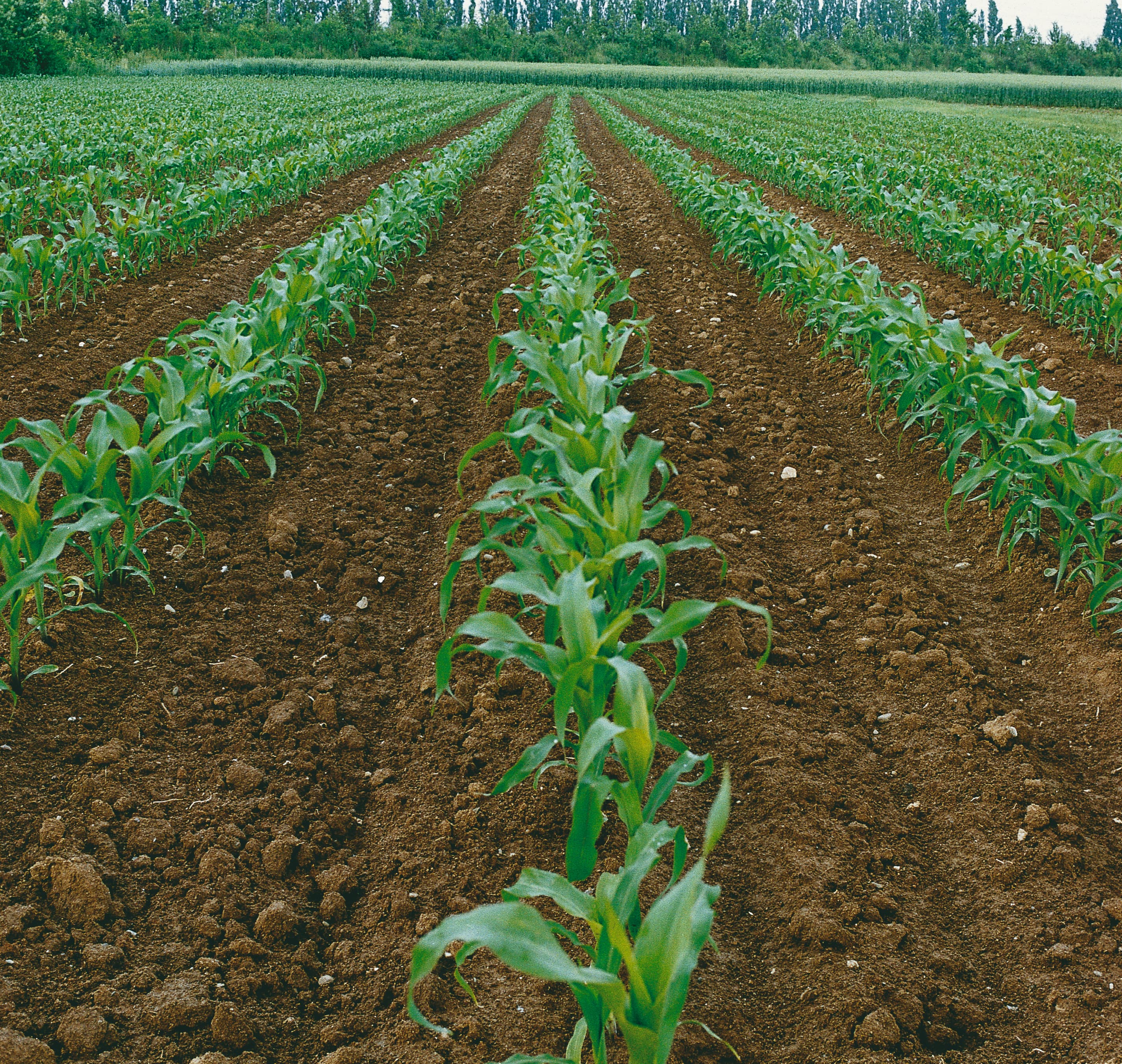 Milho safrinha: 7 dicas para garantir uma safra de sucesso