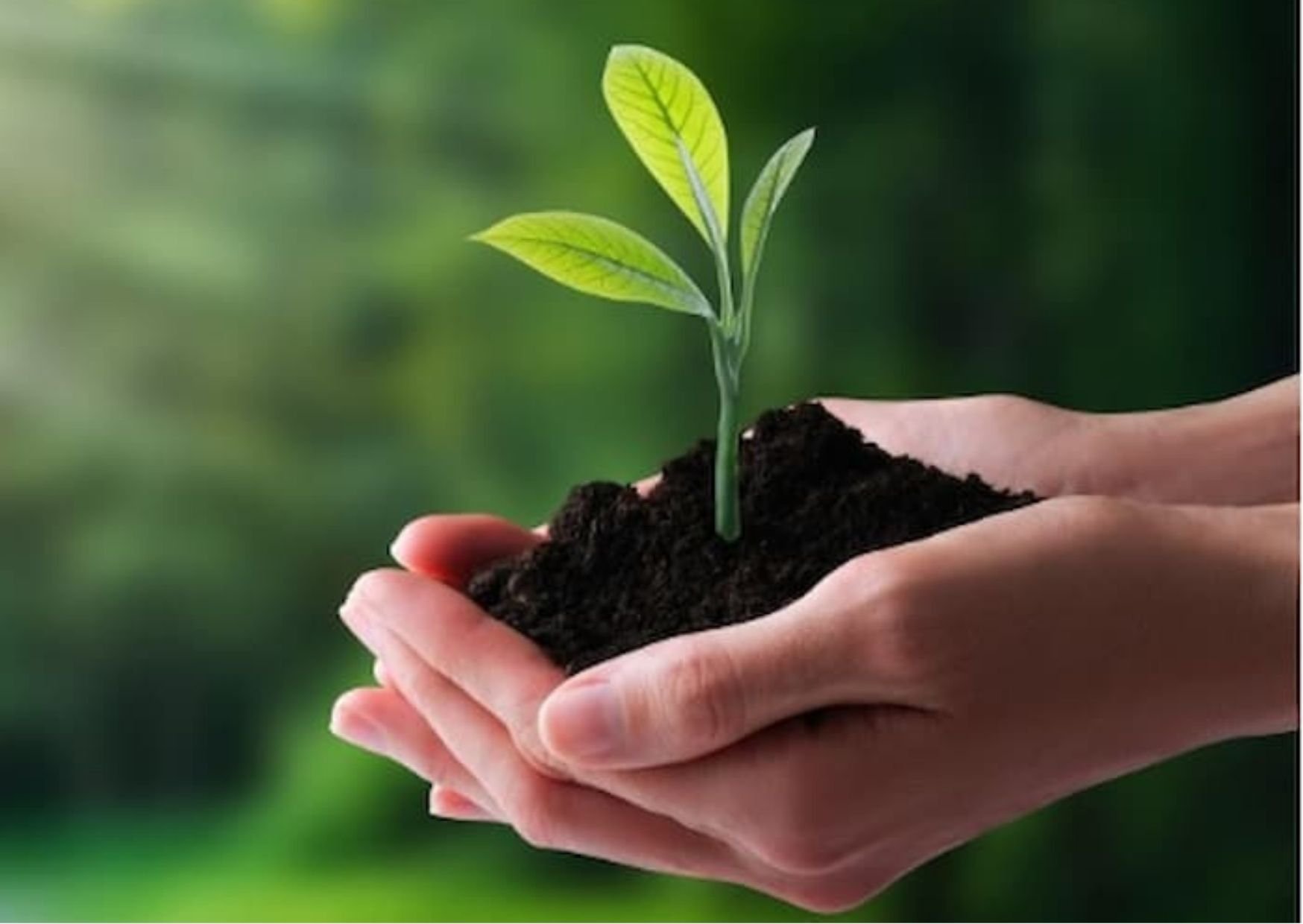 Análise de Solo: Como Fazer e Principais Tipos?