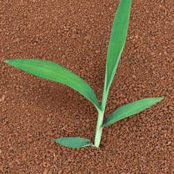 Capim Amargoso, Descubra Como Evitar Problemas