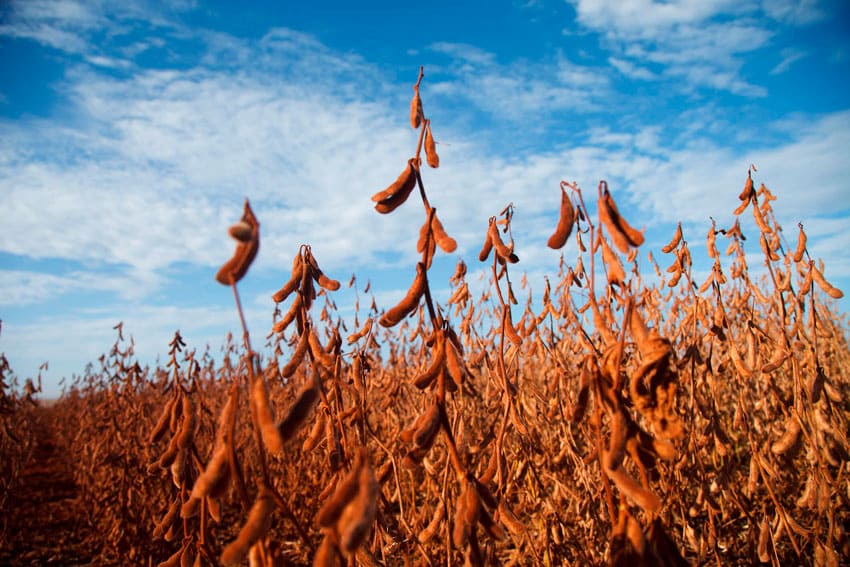 Colheita de Soja: 6 Passos para Assegurar sua Produtividade