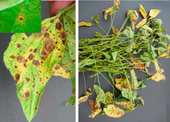 Colheita de Soja: 6 Passos para Assegurar sua Produtividade