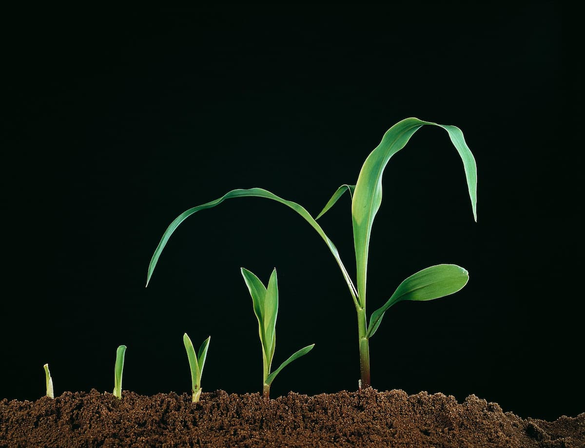 Nitrogênio na cultura do milho: Dicas para aumentar a produtividade