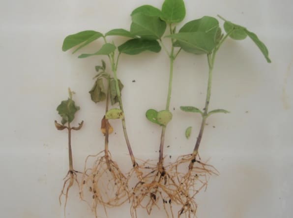 Colheita de Soja: 6 Passos para Assegurar sua Produtividade