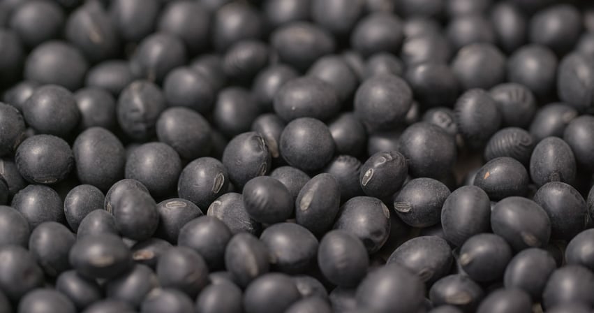 Tipos de Sementes de Soja: Conheça as Principais Variedades