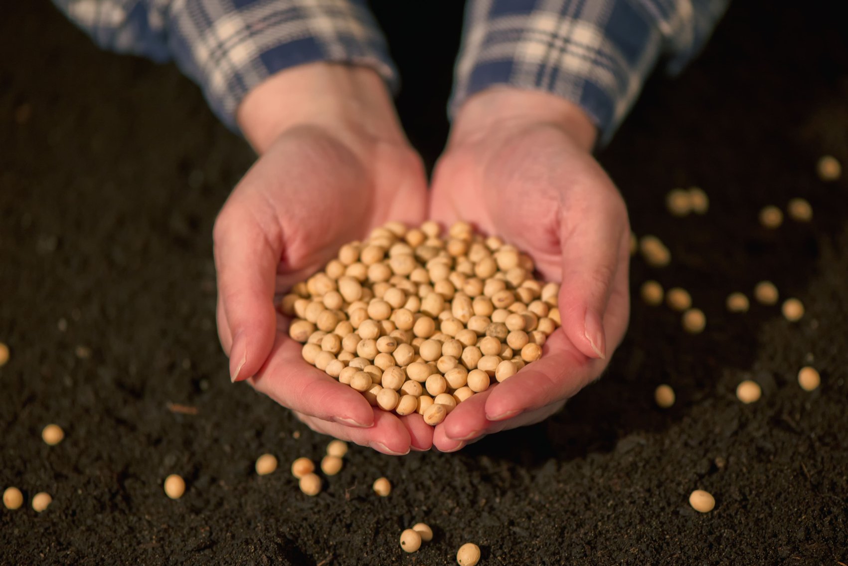 Tipos de Sementes de Soja: Conheça as Principais Variedades