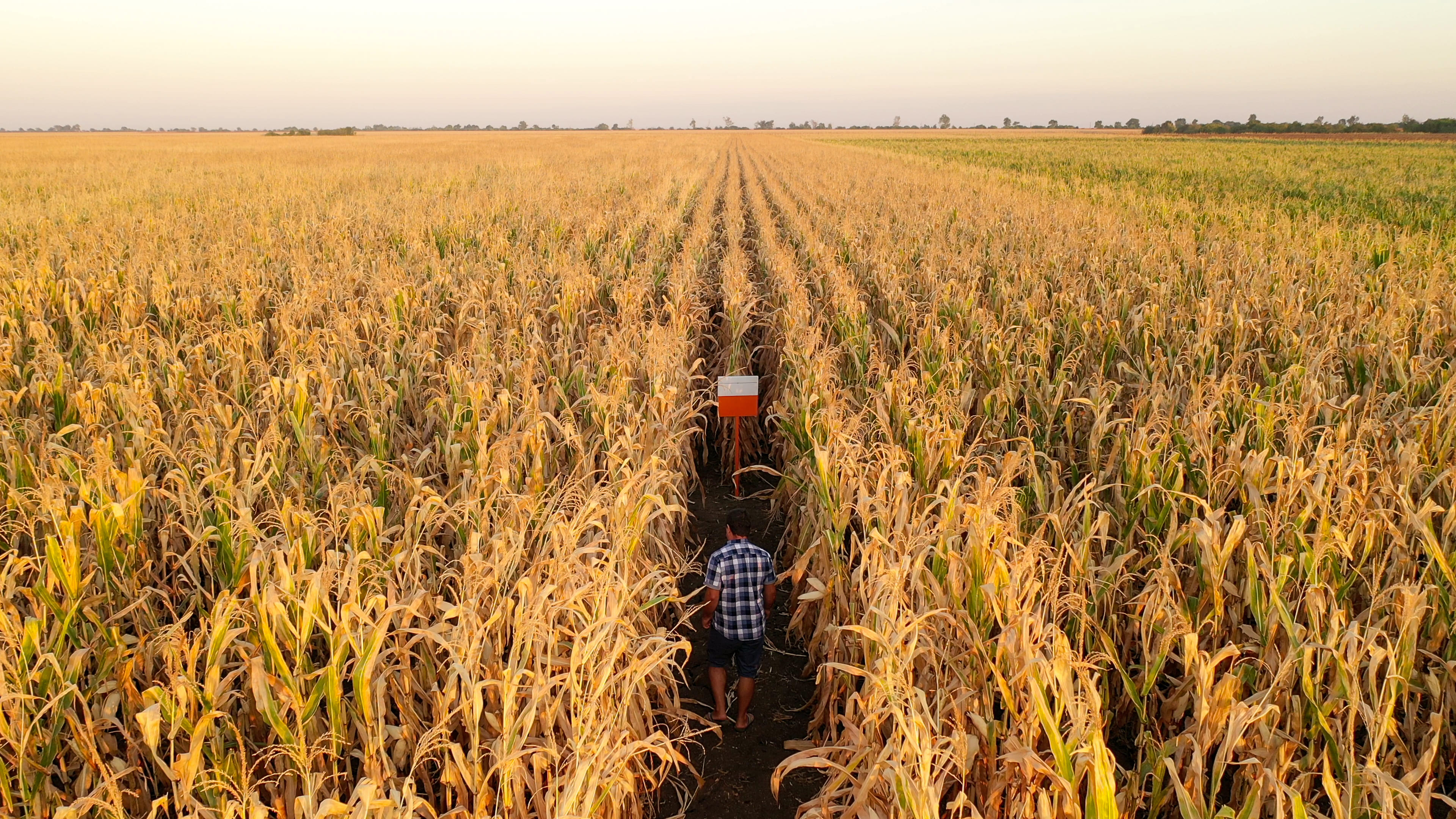 7 tecnologias para períodos de seca que você pode usar na lavoura
